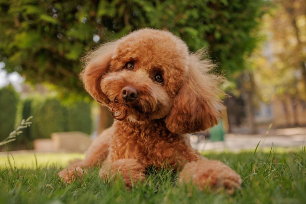 Cavoodle breed guide - Best for Pet