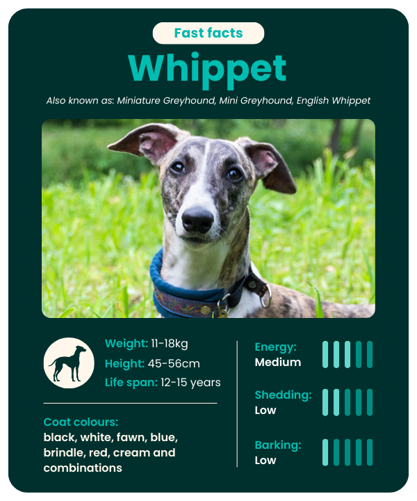 Whippet breed guide - Best for Pet