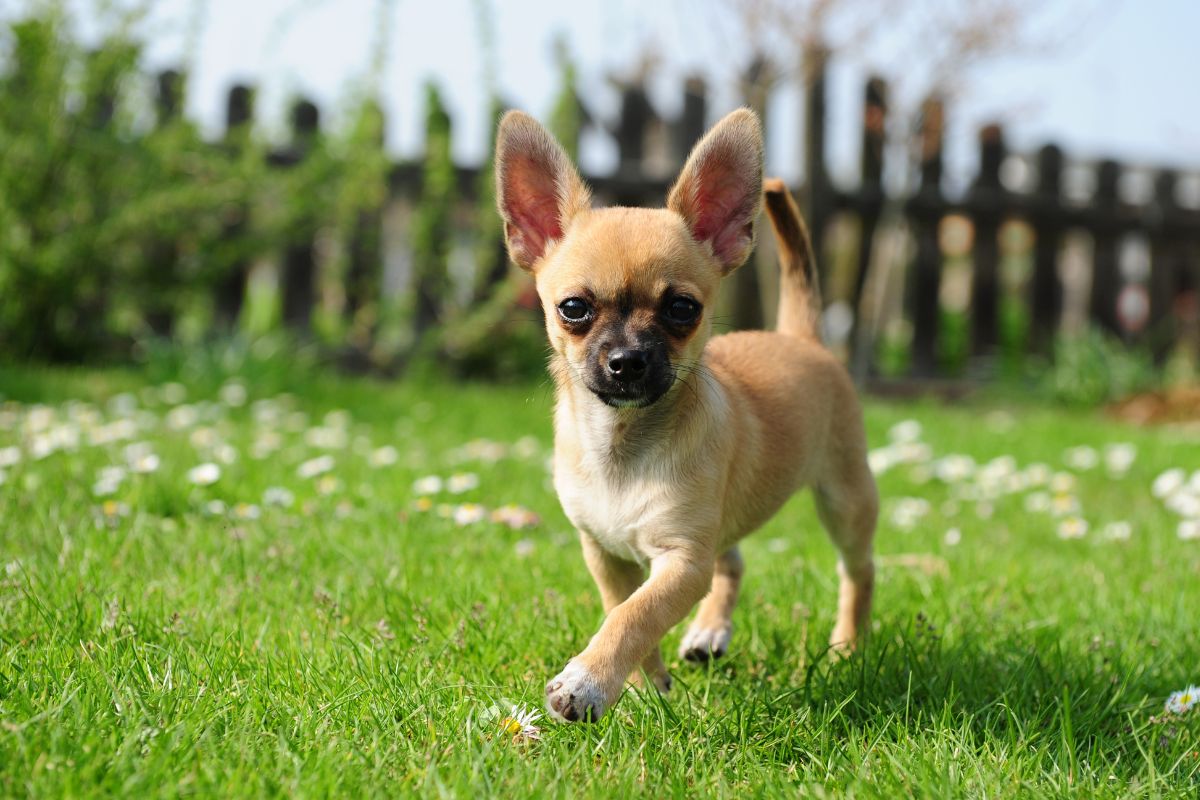 Dog breed guide: Chihuahua - Best for Pet